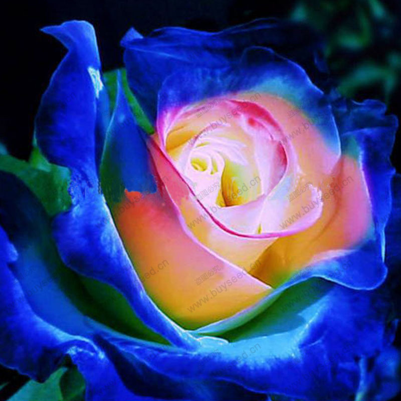 LAS 10 ROSAS MAS BELLAS DEL PLANETA