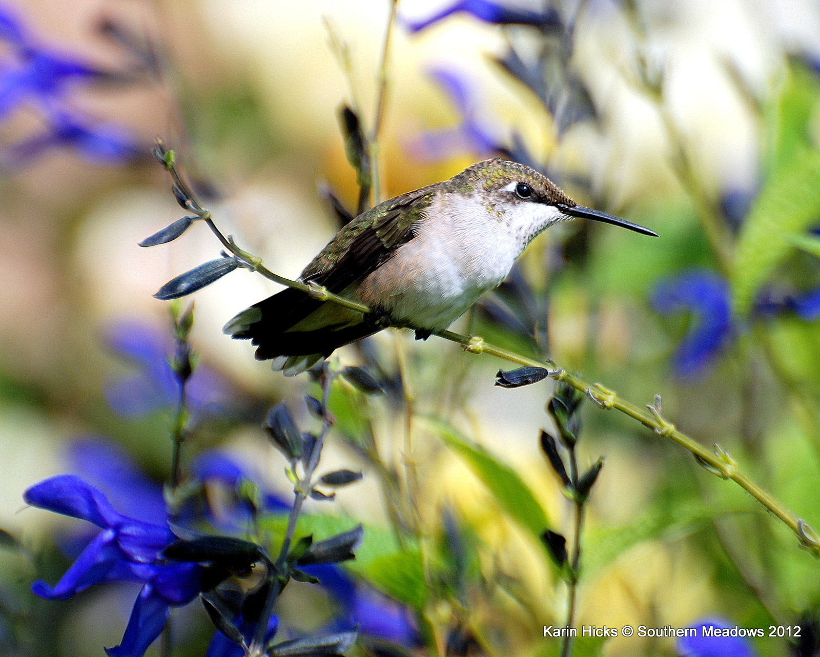 Hummingbird Migration Season