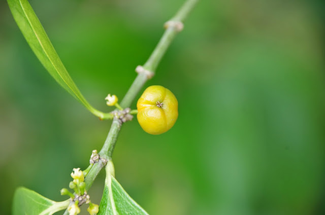 Trees and Plants: Limau Hantu