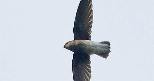 White-rumped spinetail | Birds of India | Bird World