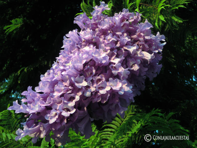 CON LA JAULA A CUESTAS: UNA BELLEZA ARBÓREA: LA JACARANDA.