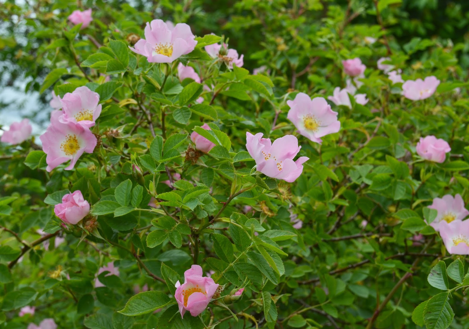 Mountain and Sea Scotland: A good year for the roses