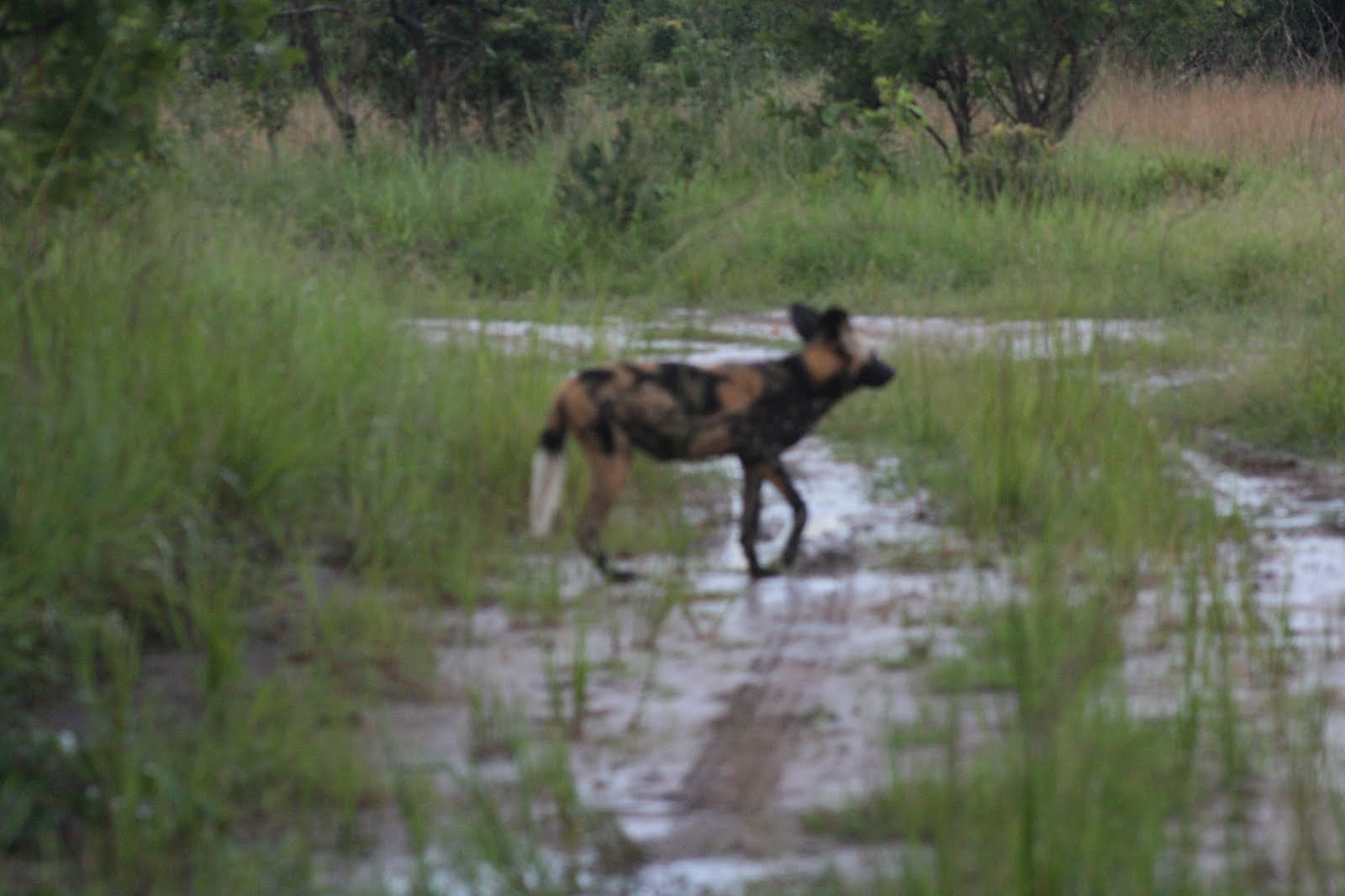 Carnivore Conservation Malawi: PAINTED DOG PICTURES FROM KASUNGU, MALAWI