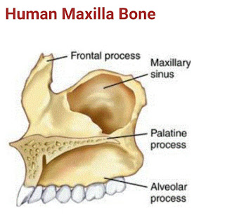 Human maxilla Bone - www.24wikiss.blogspot.com