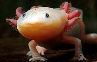 Axolotl