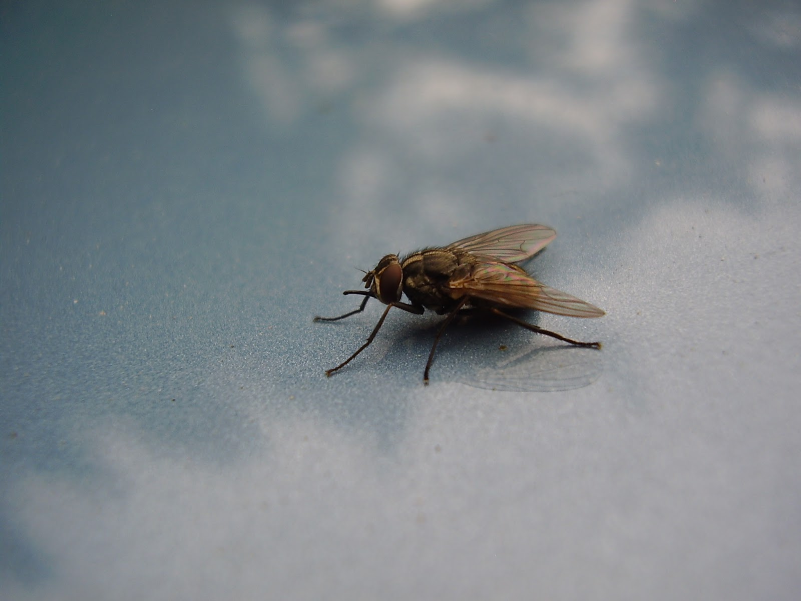 Tibbes Fotoblogg: Fluga