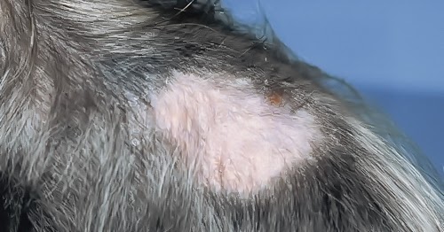 Mengobati Kucing Yang Terkena Jamur ~ RUMAH KUCING