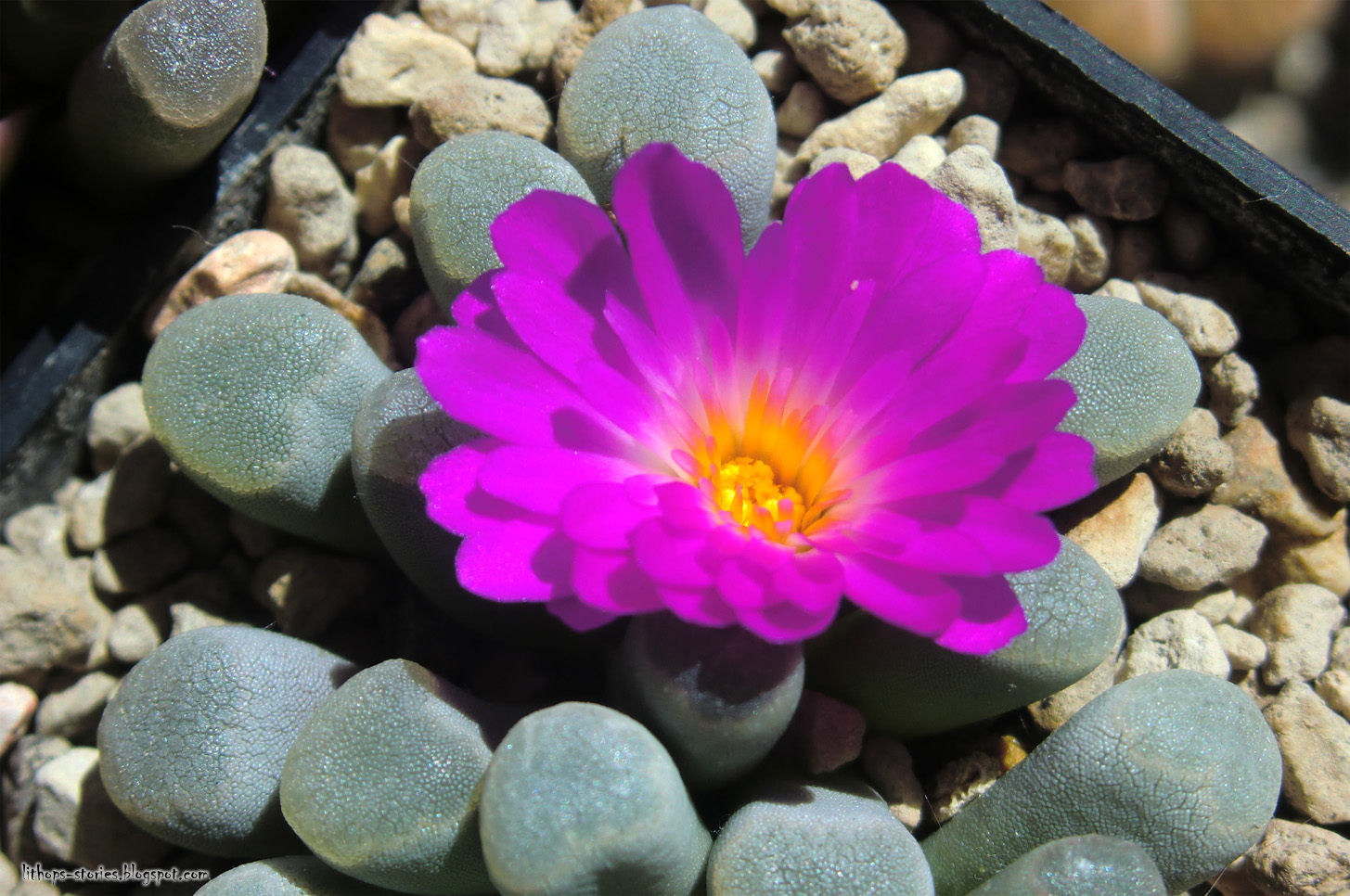 Lithops Stories: Current flowers (7 pics)