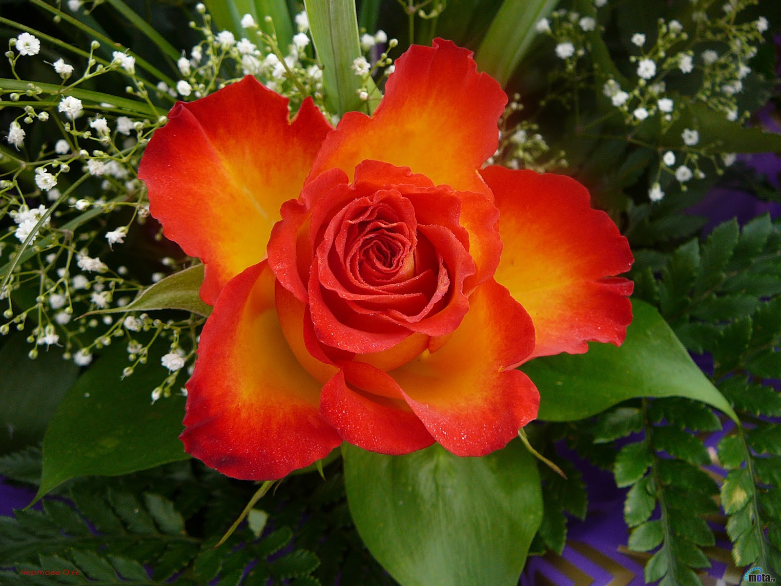 Imagenes bonitas de flores y rosas - Imagui