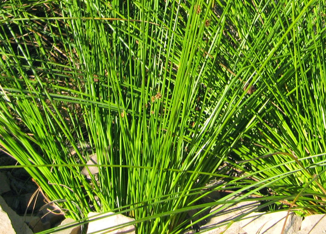 Mother Nature's Backyard - A Water-wise Garden: Plant of the Month ...