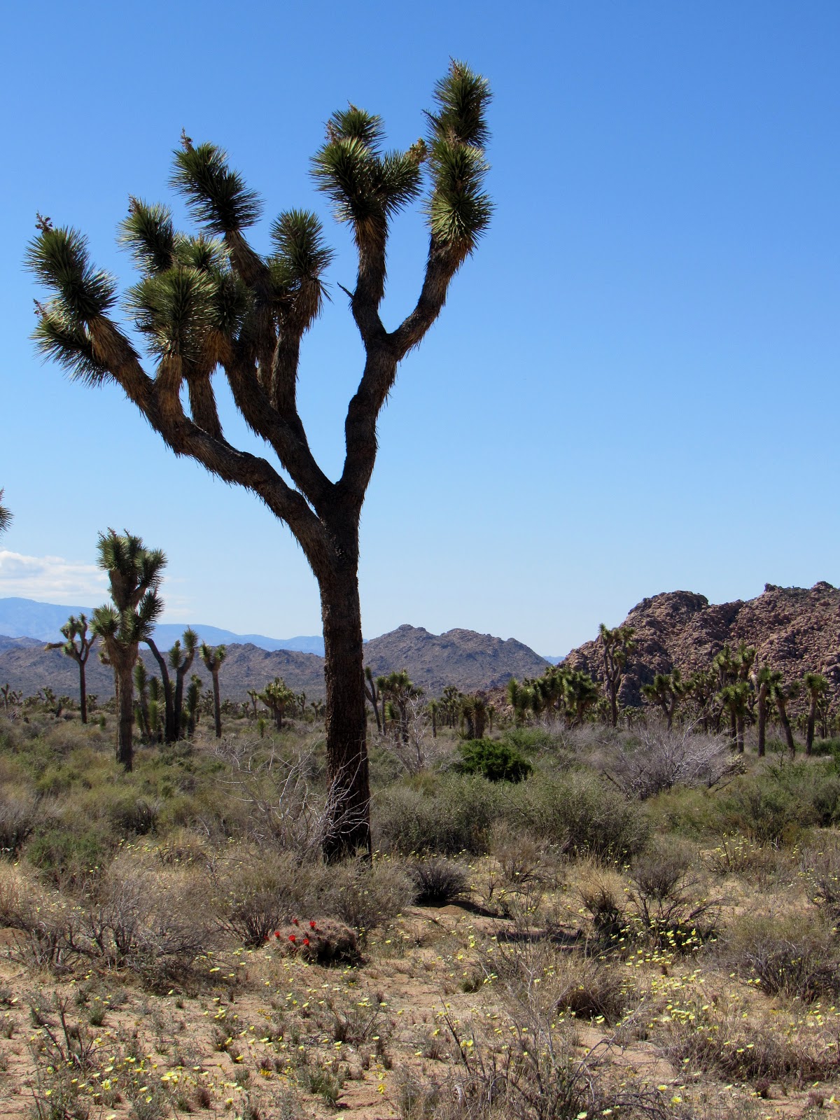 Joshua Tree Woodlands: A Tale of Sloths, Moths and the Trees that Need Them
