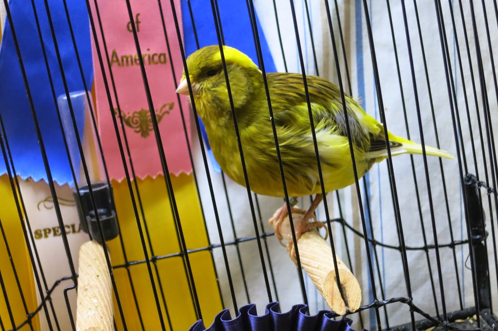 Canary Tales: Florida Canary Fanciers Part 6 Lovely Top Bench Type ...