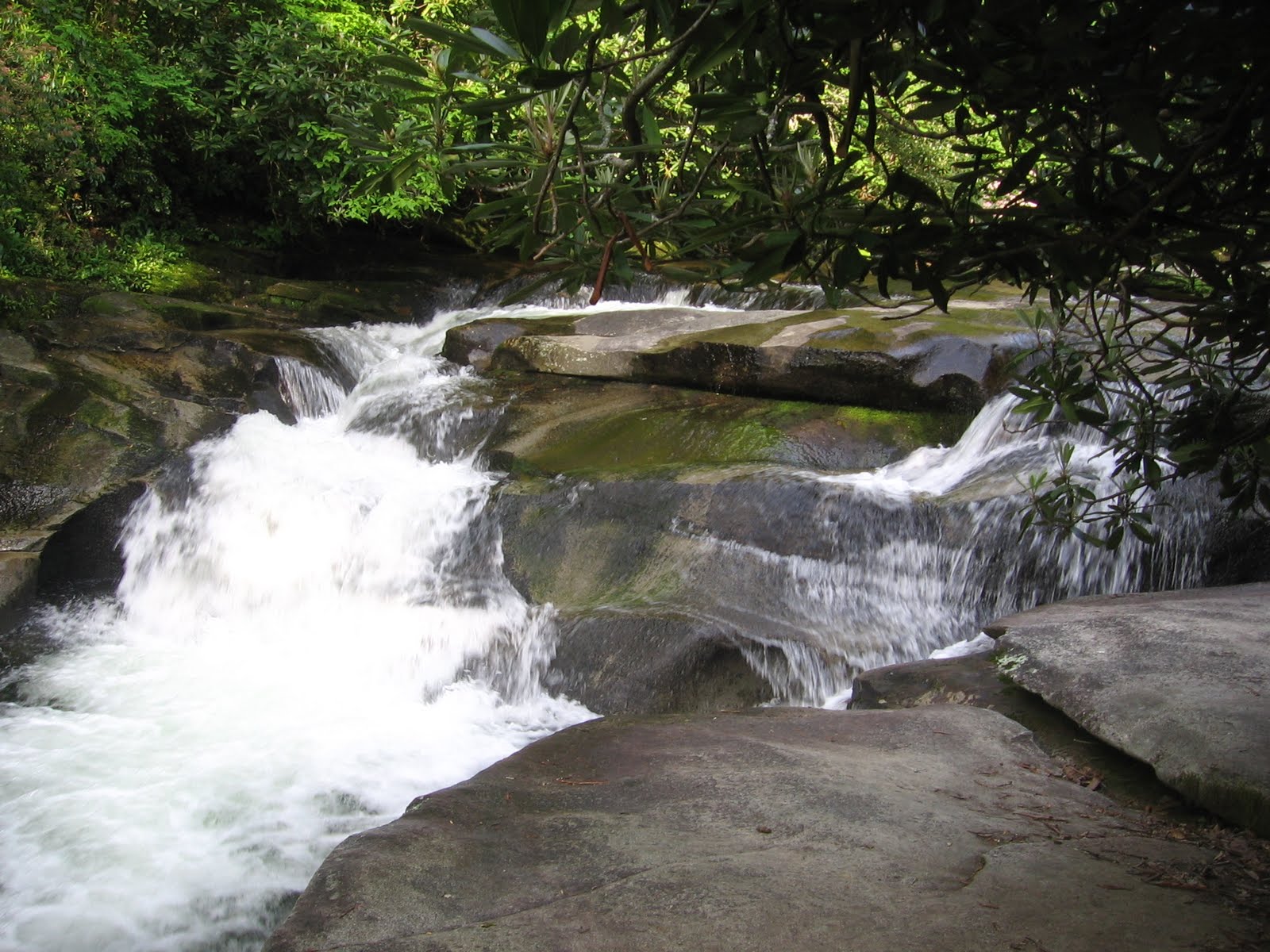 Relaxed Hiking NC: Cove Creek and Caney Bottom Loop Hike 5/21/2011