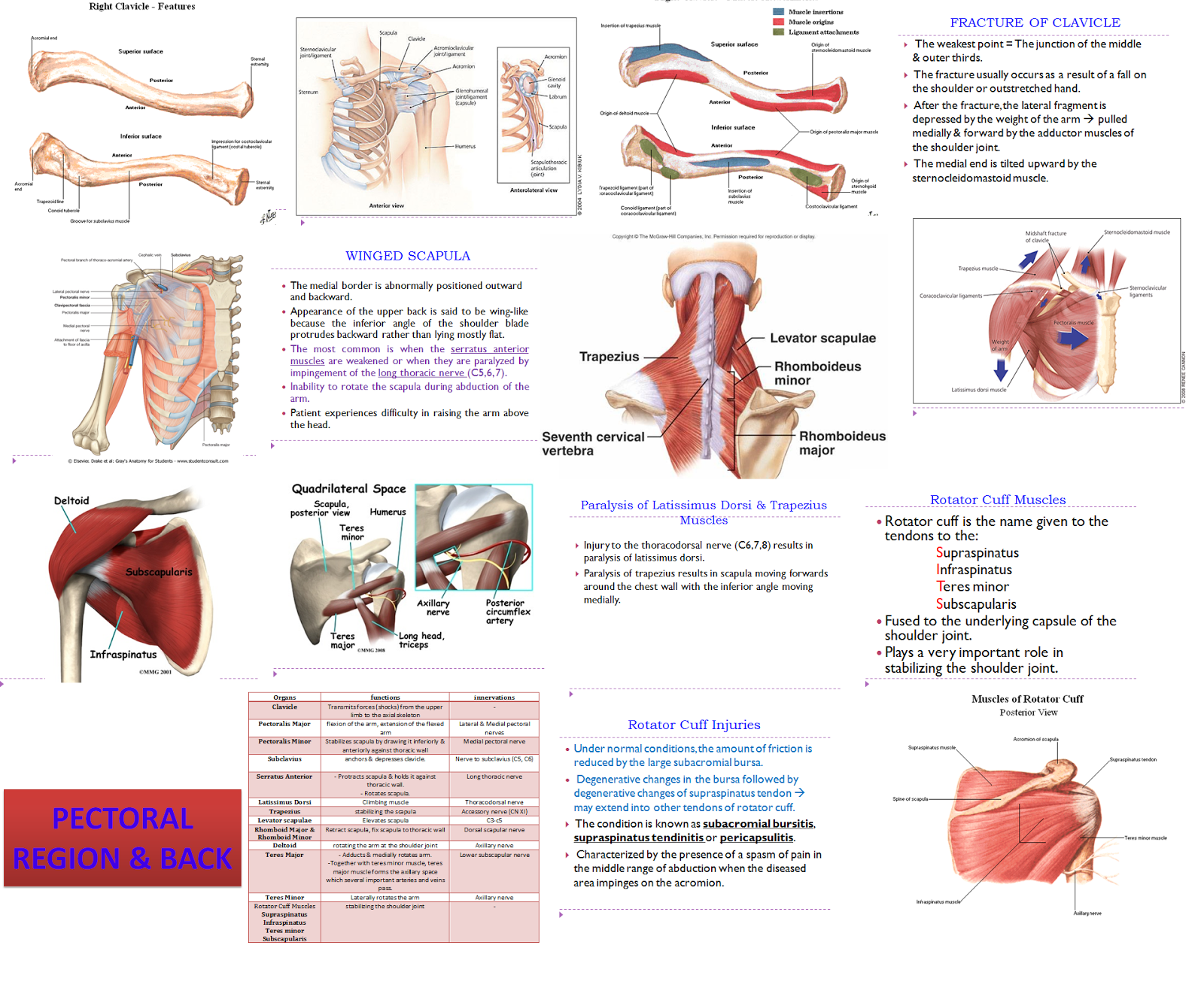 Medical Concept maps : Musculoskeletal system