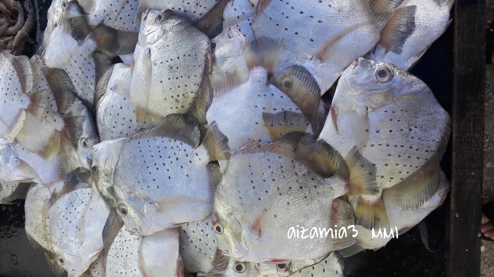 MakBudak a.k.a RemajaPurba: Ikan Daun Baru di Pantai Remis
