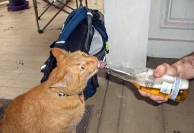 Cool Photo Pict: Animals loving alcohol | Beer drinking animals ...