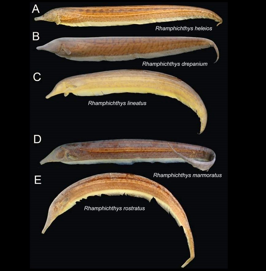 Species New to Science: [Ichthyology • 2015] Rhamphichthys heleios • A ...
