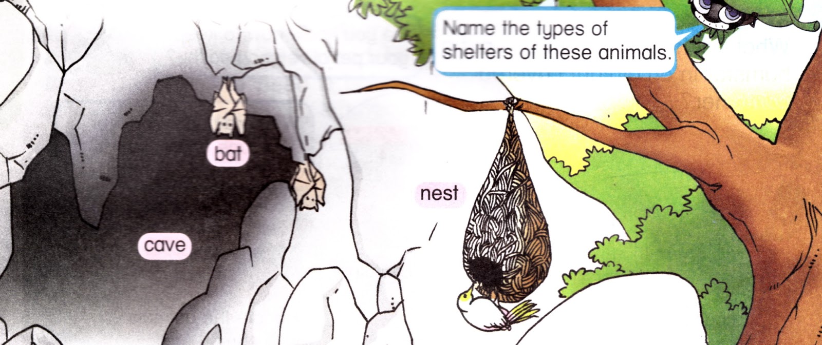 Basic Needs of Animals | Science Year 4