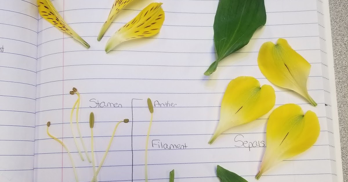 Zephyr's Little Pond: CPALMS: Flower Dissection