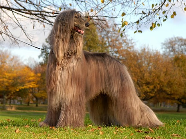 Lebrel afgano | WIKI PERROS