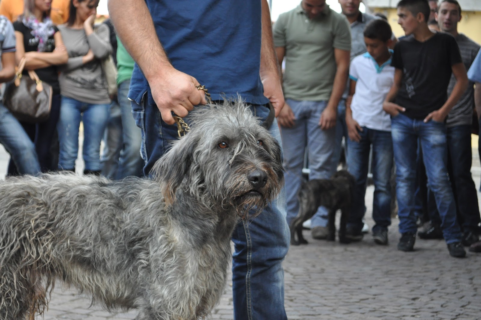 My book of memories: Pastorias- Fonni rassegna cane fonnese 2012