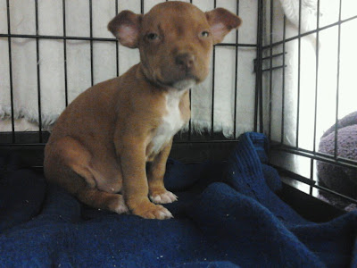 Adopt Me the Pocket Pittie: Hello I Need a Home Please