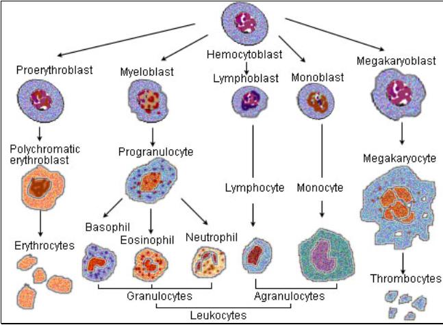 Proses Pembentukan Sel Darah | Uchaal