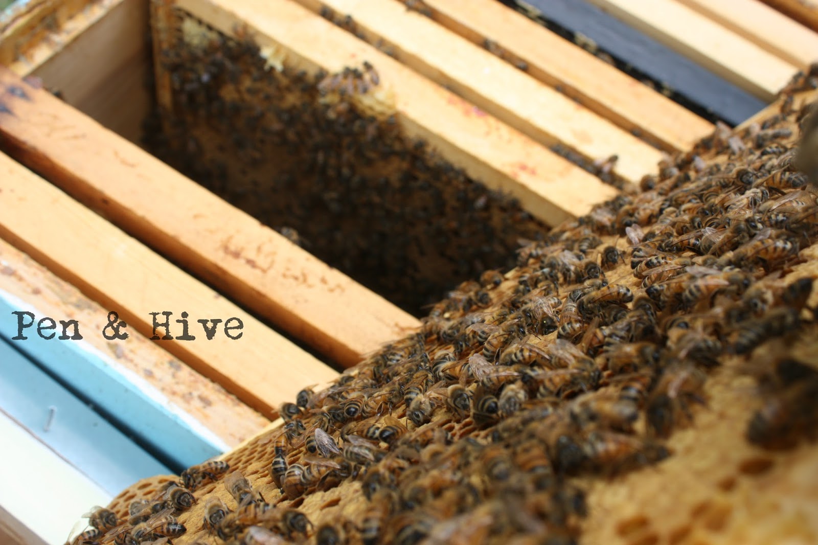 Pen & Hive: April Bee Update