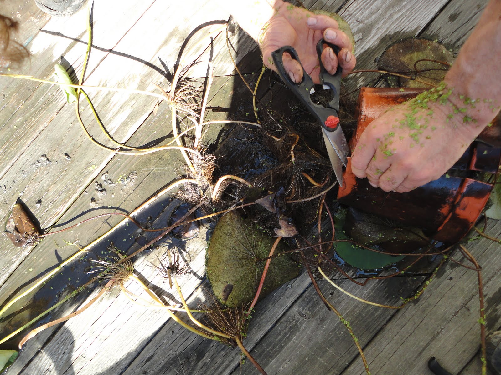 Jewels In The Garden