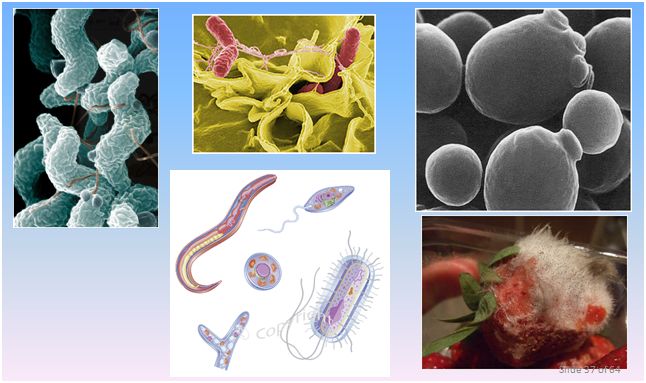 CUL2115 - Food Nutrition: Chapter 2 : Microbiological Hazards