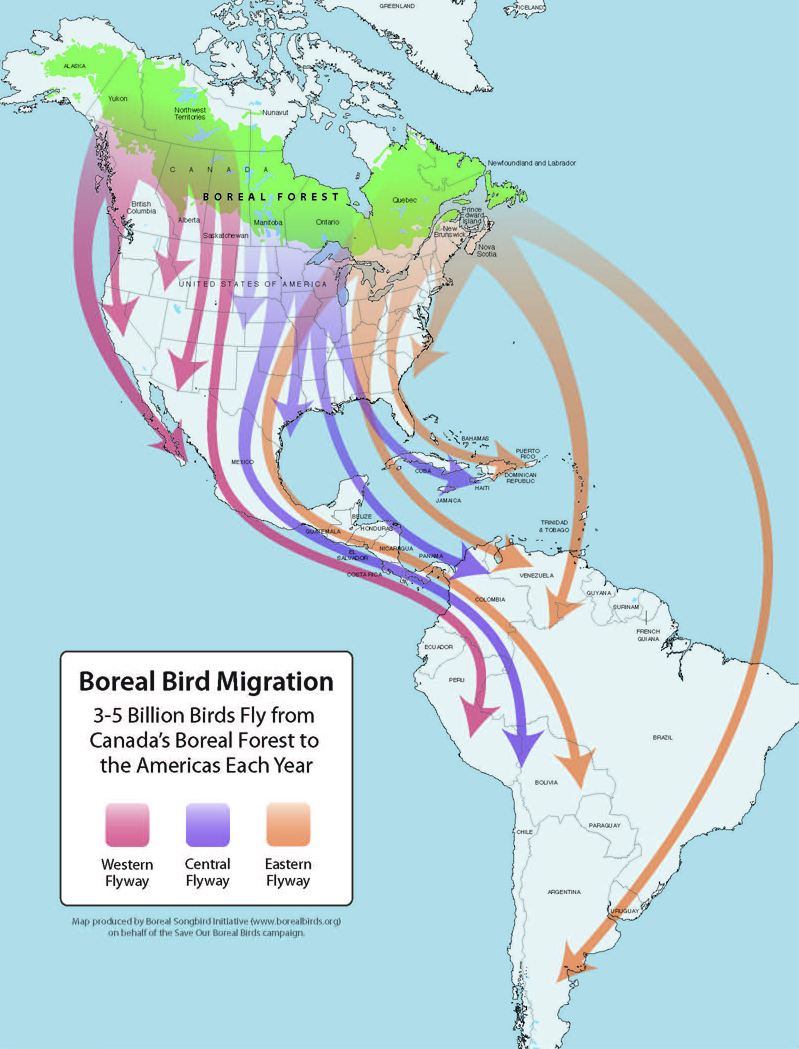 WarblerWatch: Warbler Guy, do wood-warblers start migrating in late ...