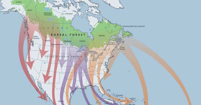 WarblerWatch: Warbler Guy, do wood-warblers start migrating in late ...