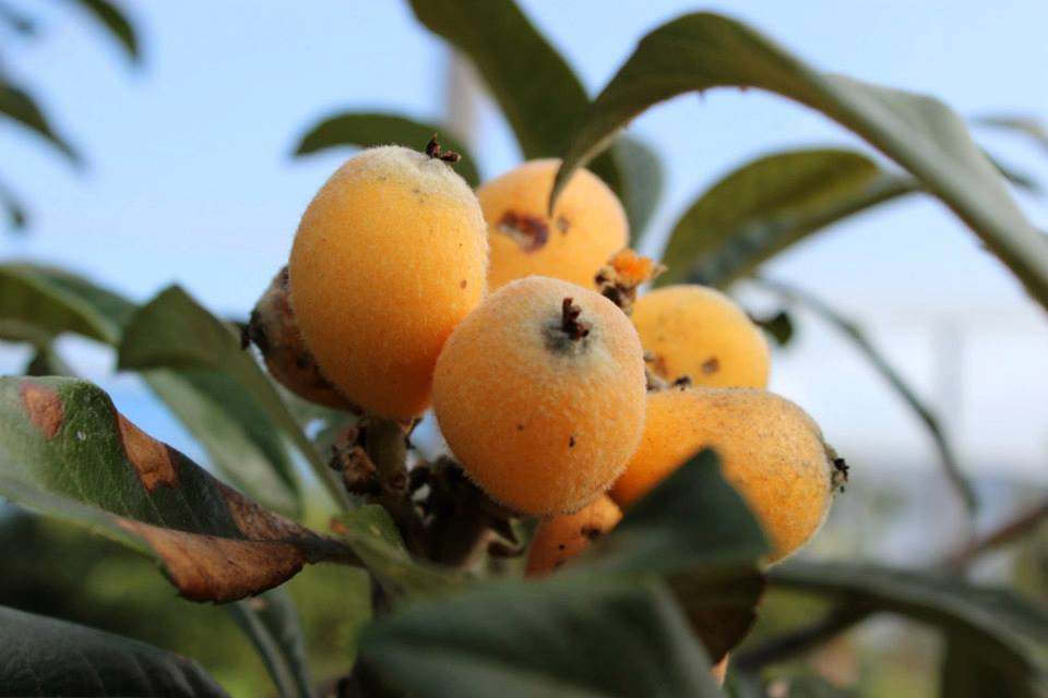 Daleys Fruit Tree Blog: John Picone's Orchard - Perhaps Best Home ...