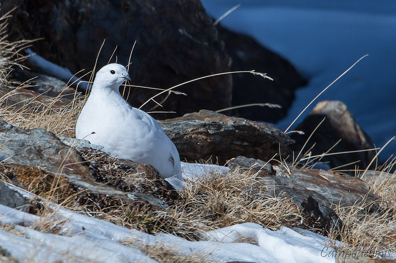 El Herrerillo: En busca de la perdiz nival (Lagopus muta)