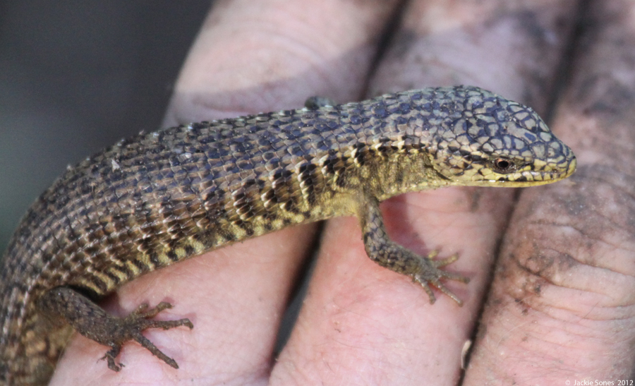 Alligator Lizard Teeth