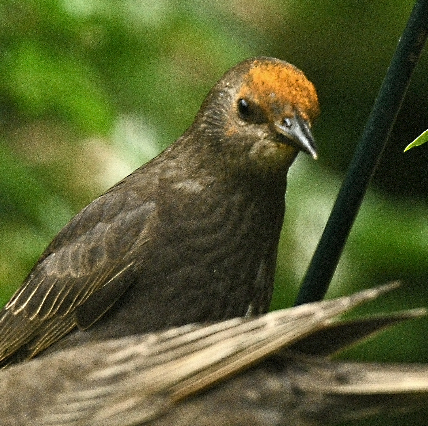 Alan James Photography : Orange browed Starlings