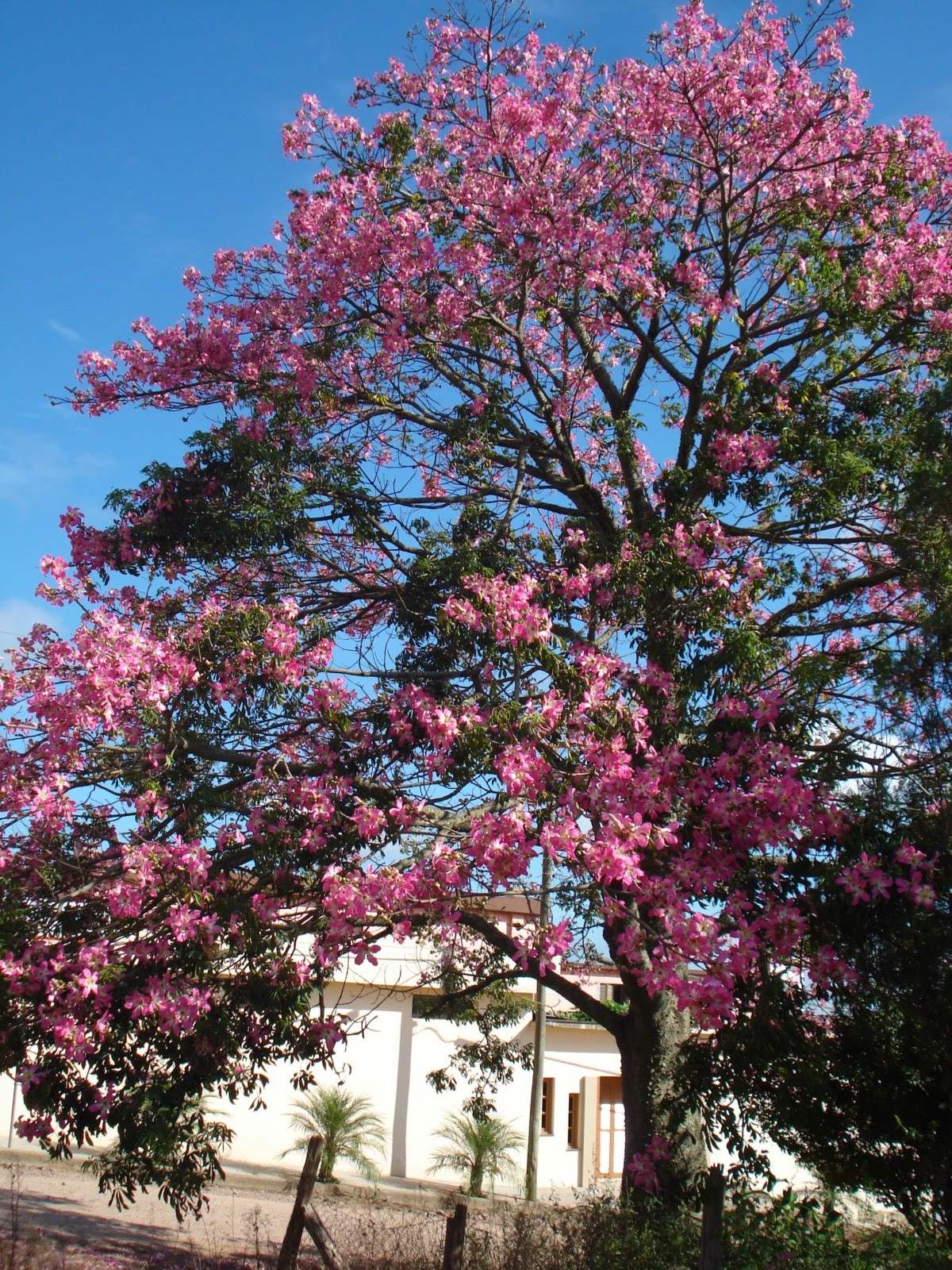 Canguçu em Cores: Paineira - Chorisia speciosa - Uso Terapêutico ...