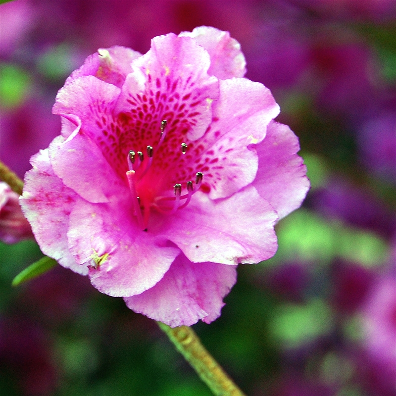 Capadia Designs: Flower and Photo Questions Answered