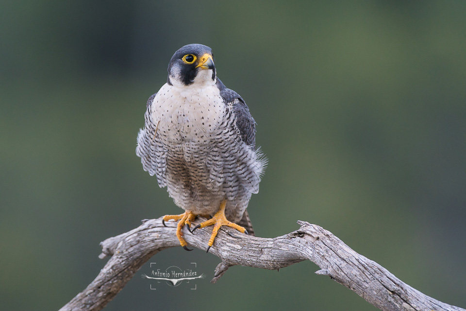 Fotografia de Vida Salvaje - Wildlife Photography: HALCÓN PEREGRINO