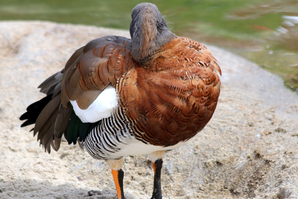 A photo, A thought............: Bird: Preening birds...............