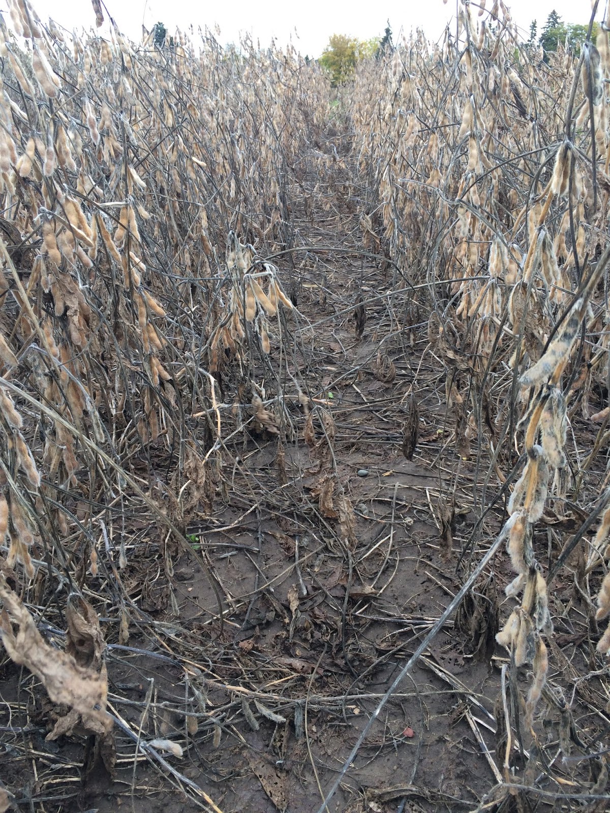 Soybean drying and storage