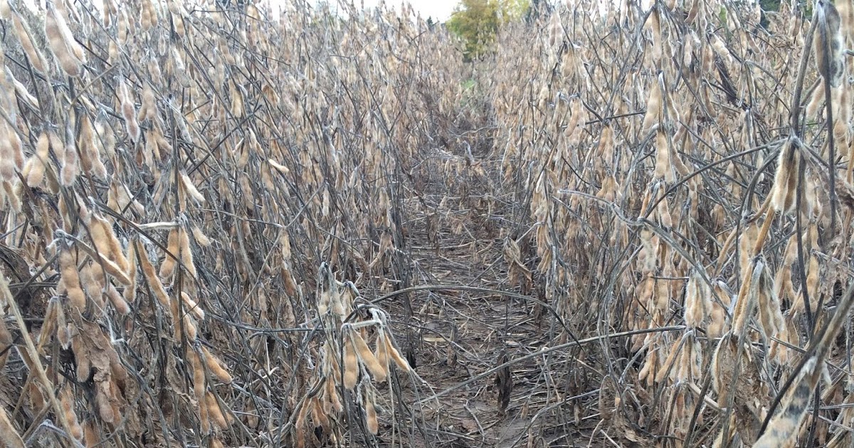 Soybean drying and storage