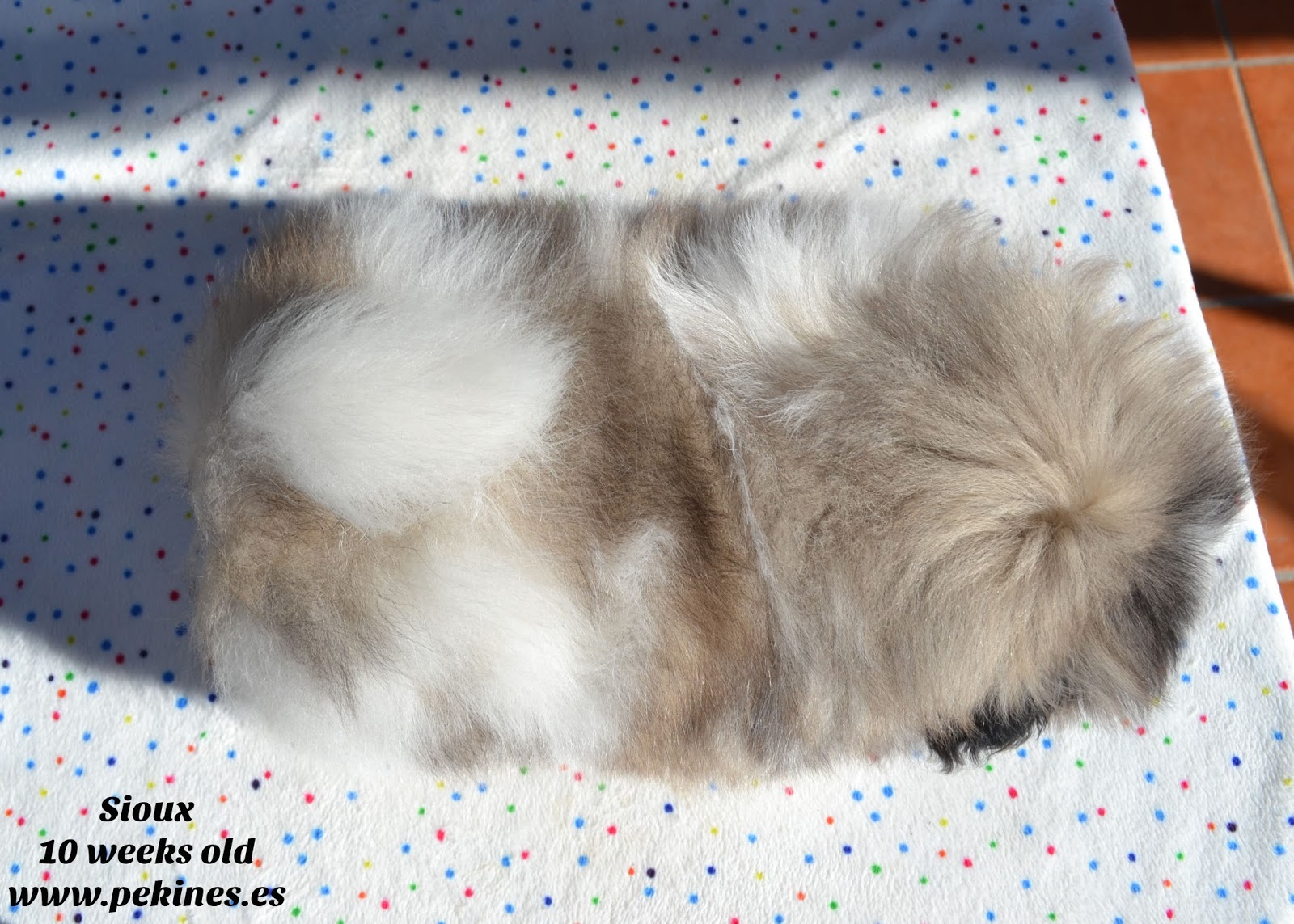 Colour and Markings in the Pekingese - Colores y marcas en el pekinés ...