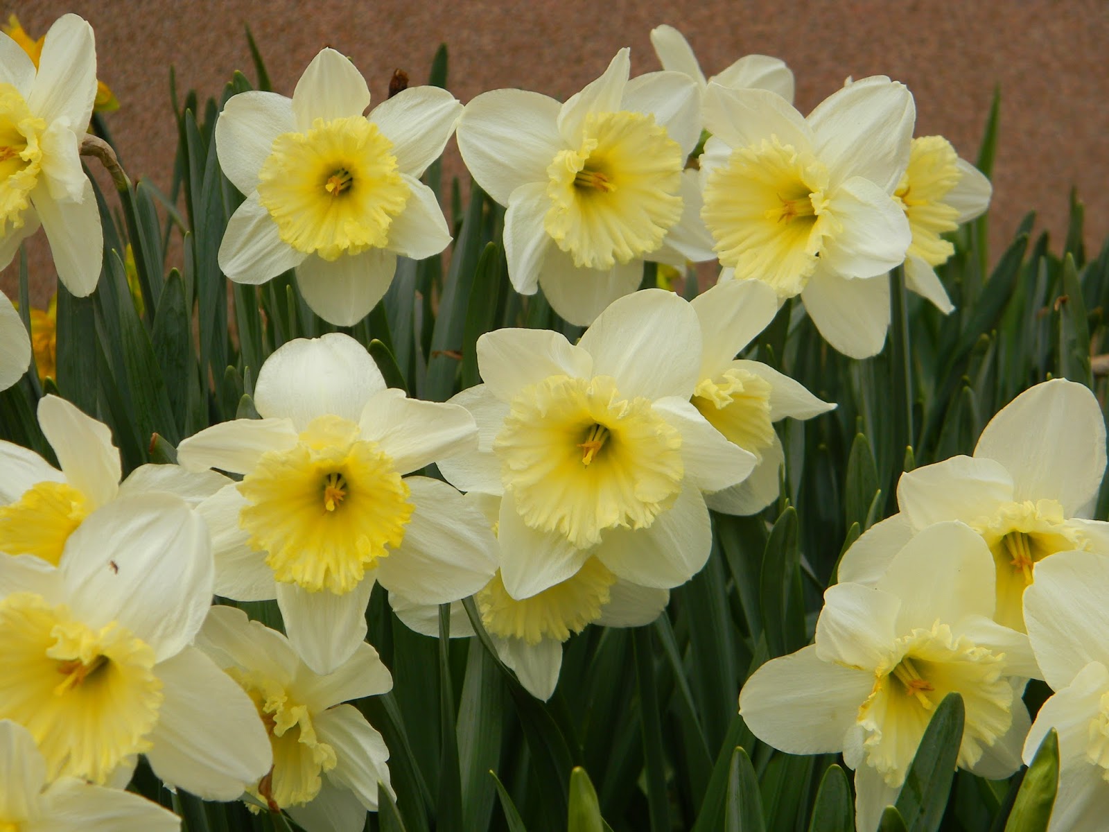 Lingurita cu afine: Semnificatia florilor (M-N)