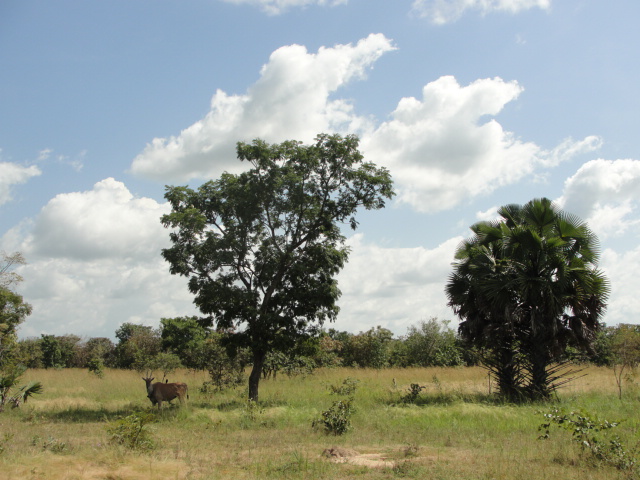 Un p'tit tour au Togo: La réserve de Sarakawa