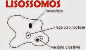 Biogisantos: FISIOLOGIA VEGETAL