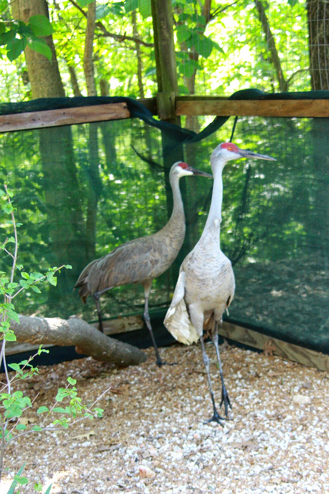 World Bird Sanctuary: Sandhill Crane Migration-Nebraska