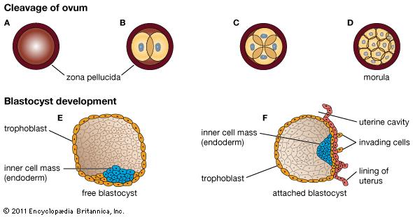Pregnancy and Gestation in Cattle - Vet in Training
