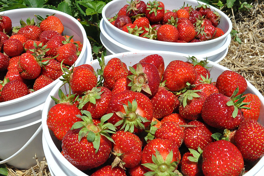 mosaicworks.ca: Ontario Farm Fresh Strawberries ♥