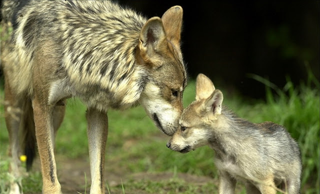 White Wolf : Wolves And Their Charming Miniature Versions (12 Pics)